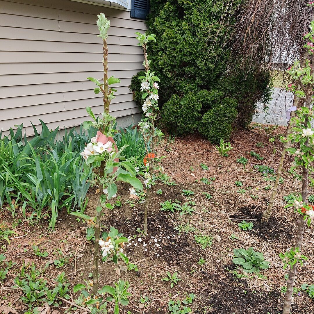 Tangy Green™ Columnar Apple Trees for Sale | FastGrowingTrees.com