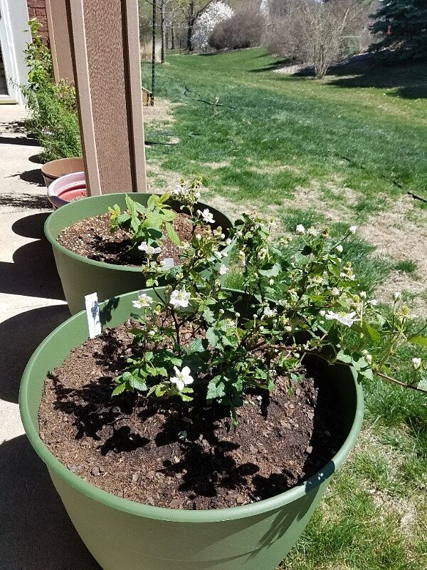 Heritage Red Raspberry Bushes for Sale | FastGrowingTrees.com