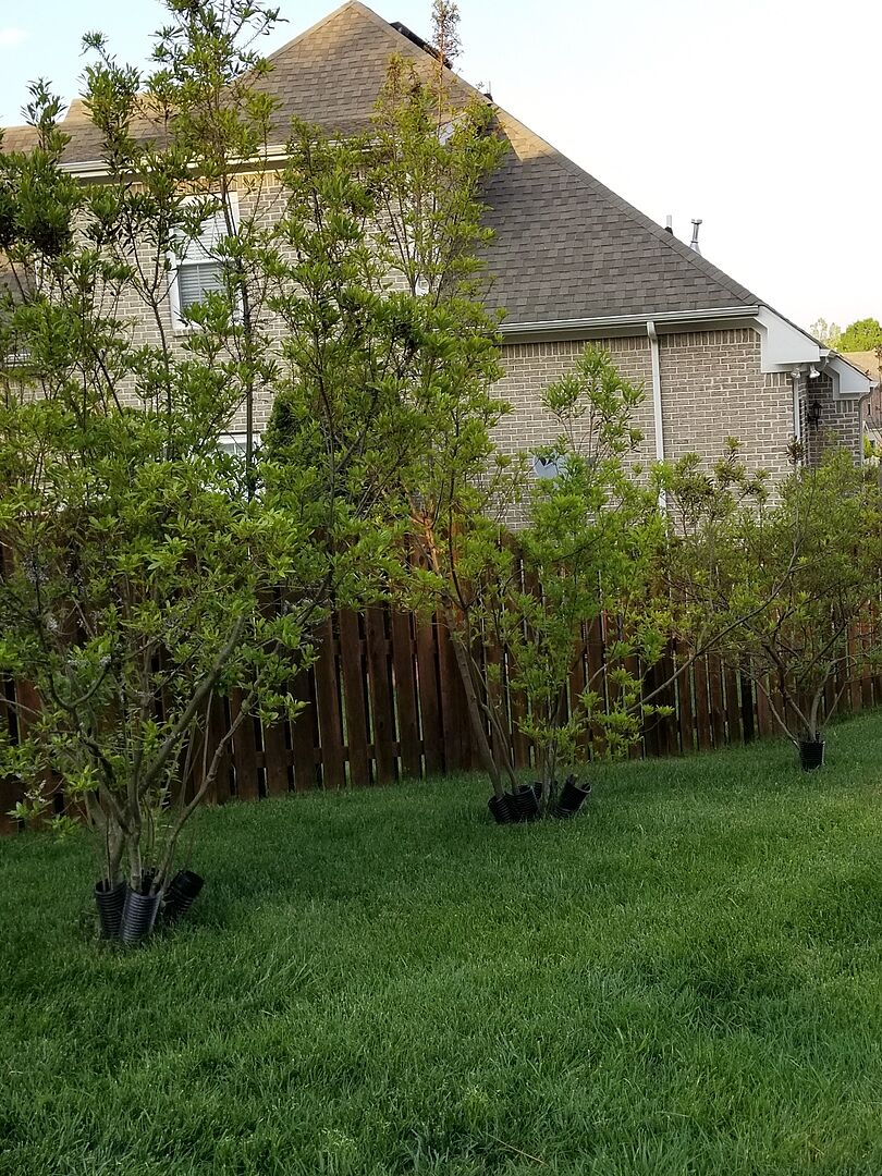 Wax Myrtle Trees for Sale | FastGrowingTrees.com