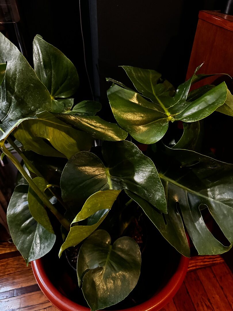 Swiss Cheese Plants for Sale | FastGrowingTrees.com