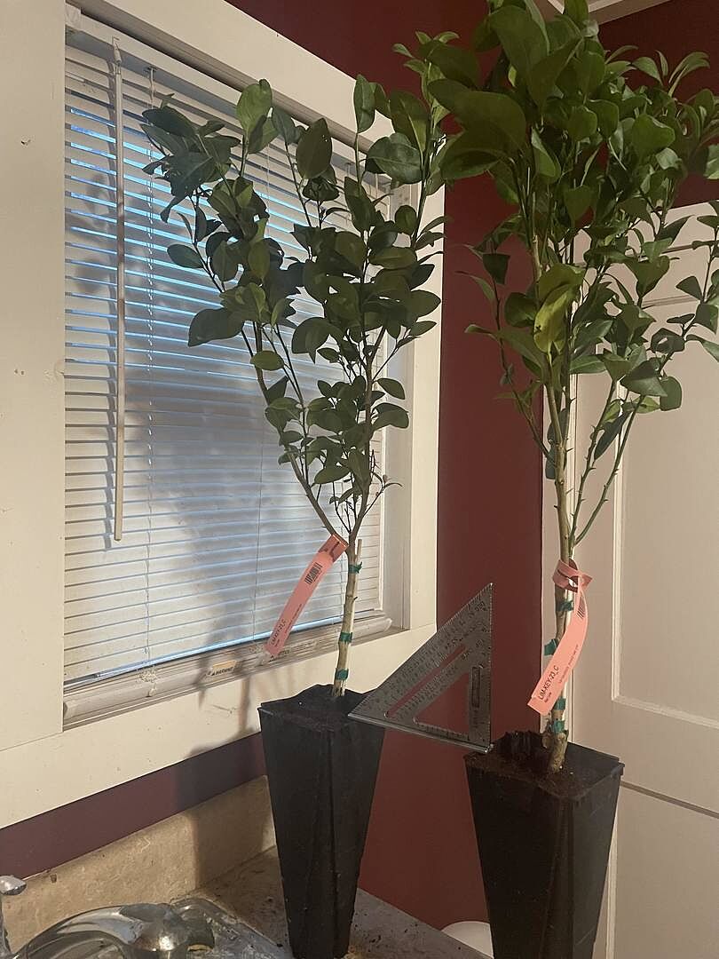 Key Lime Trees for Sale | FastGrowingTrees.com