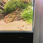 ADA Colorado Sand – Aqua Forest Aquarium