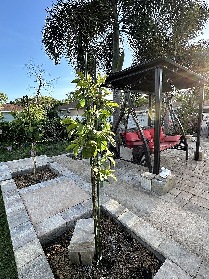 Ruby Supreme Guava Trees for Sale | FastGrowingTrees.com