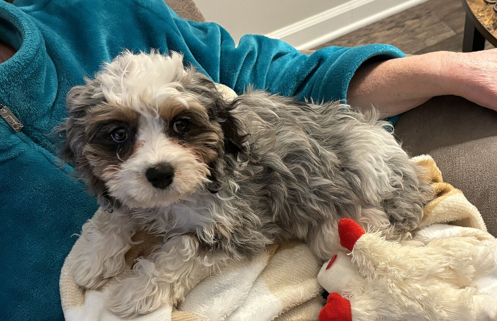 Puppies for Sale | Dogs for sale | PuppySpot