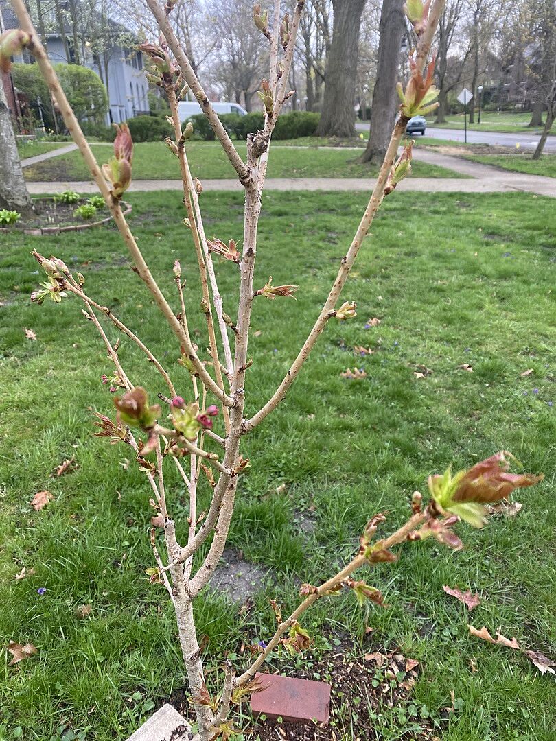 Kwanzan Cherry Trees for Sale | FastGrowingTrees.com