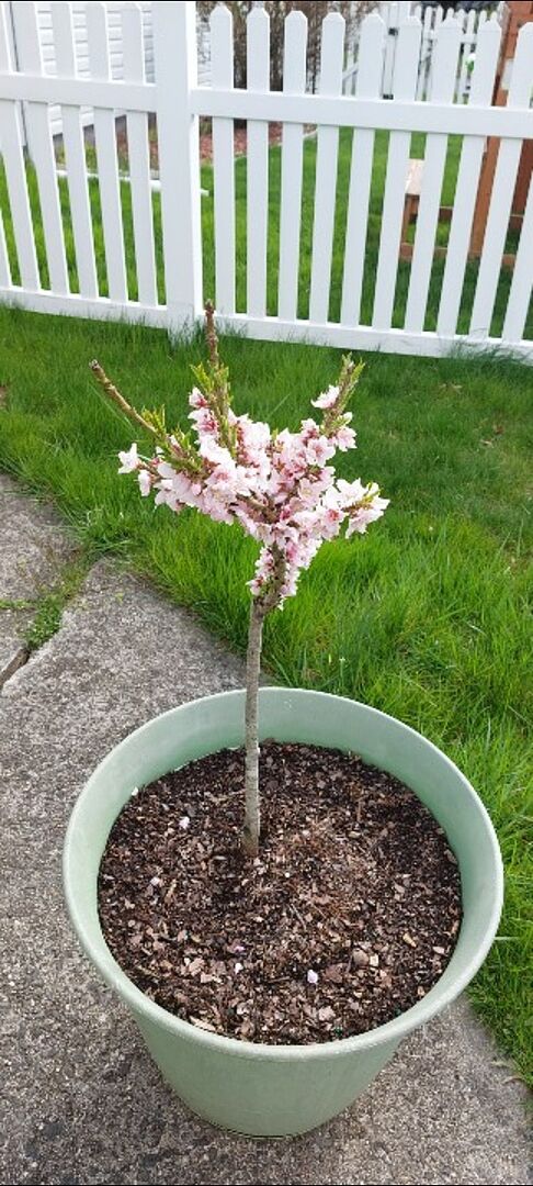 Bonanza Patio Peach Trees for Sale | FastGrowingTrees.com