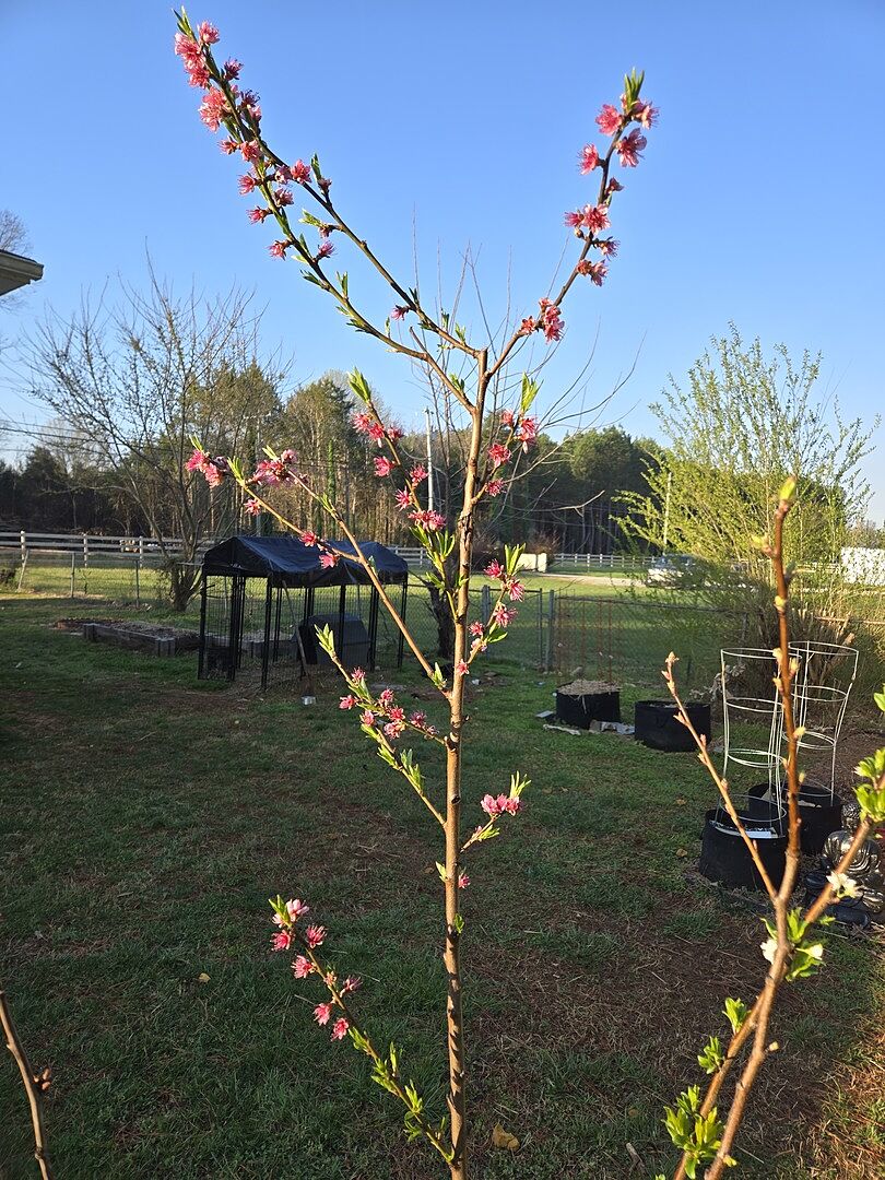 Fruit Cocktail Trees for Sale | FastGrowingTrees.com