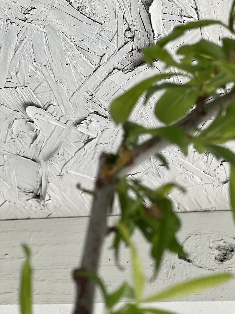 Hosui Asian Pear Trees for Sale | FastGrowingTrees.com