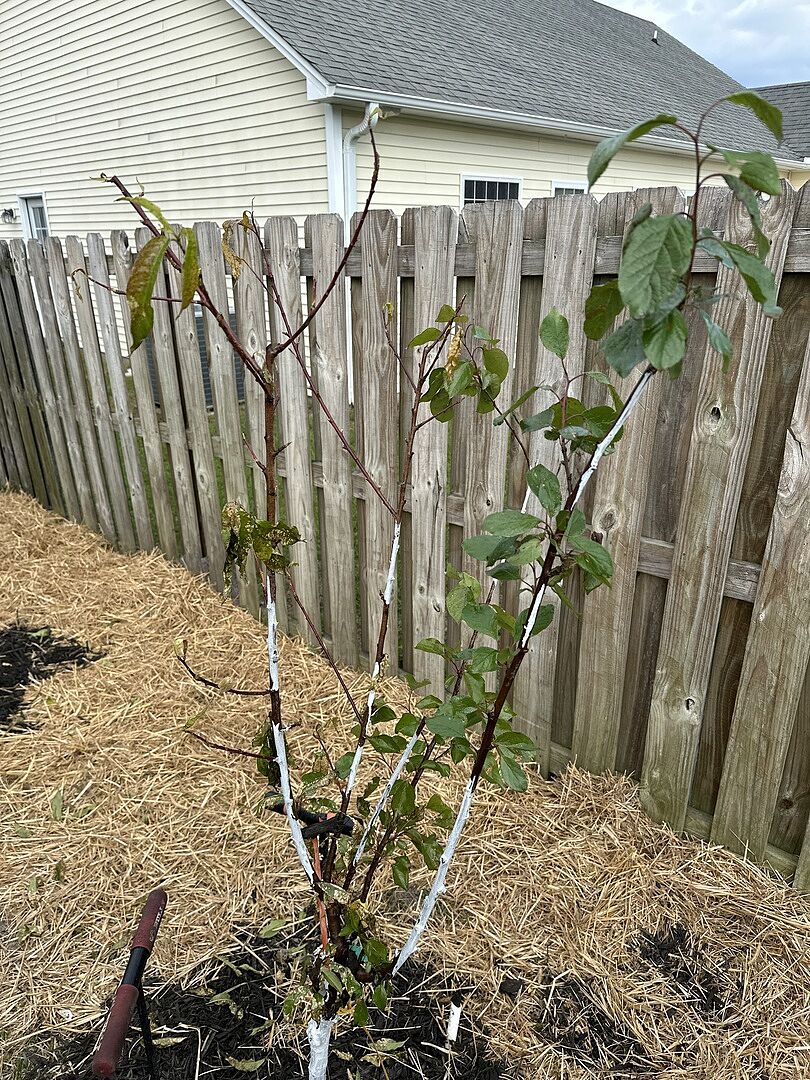 Fruit Cocktail Trees for Sale | FastGrowingTrees.com