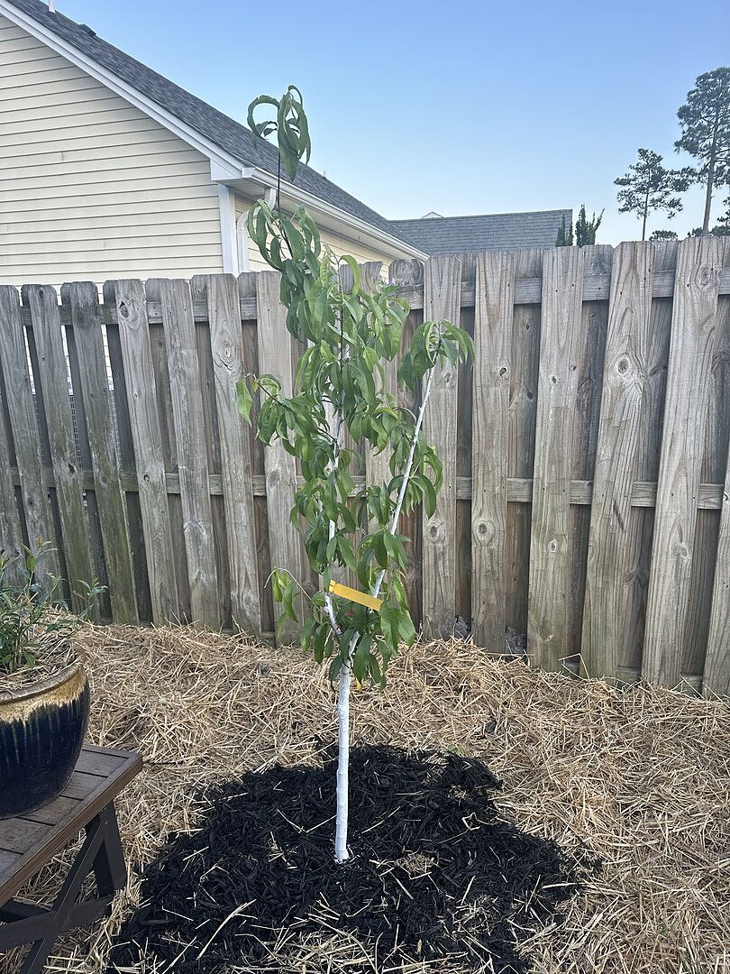 Fruit Cocktail Trees for Sale | FastGrowingTrees.com