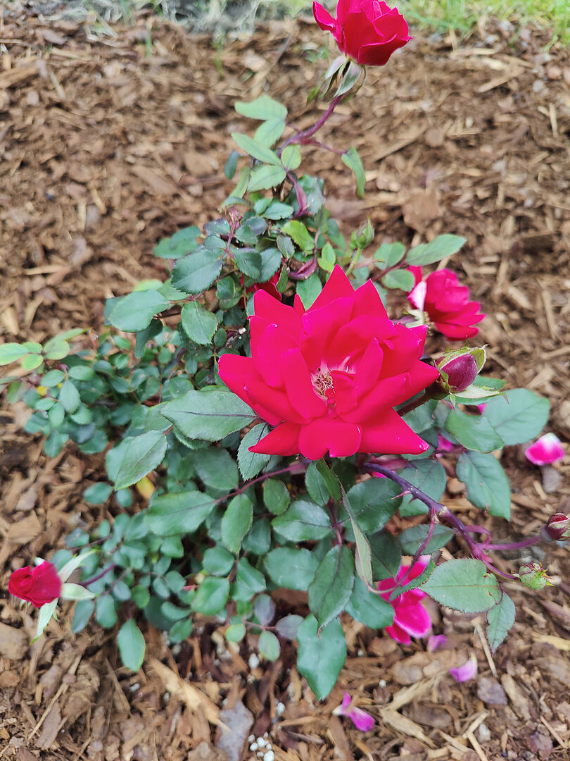 Double Knock Out Roses for Sale | FastGrowingTrees.com