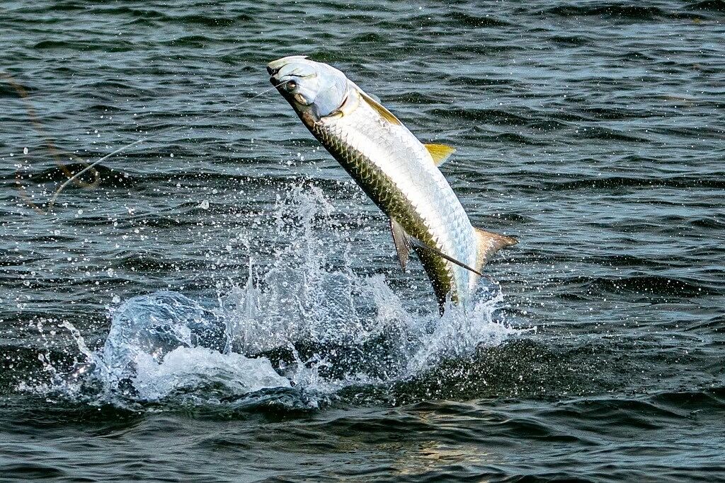 Premier Flats Clear Floater Fly Line | RIO Products