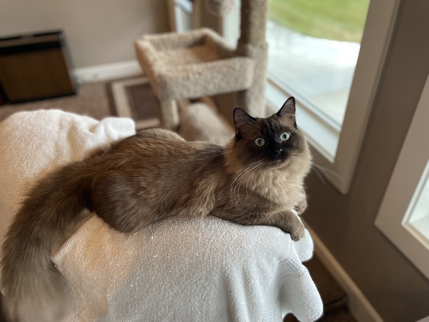 Find | Pure Cravings