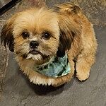 Ray, a Brindle & White Female Shih Tzu Puppy 783722 | PuppySpot