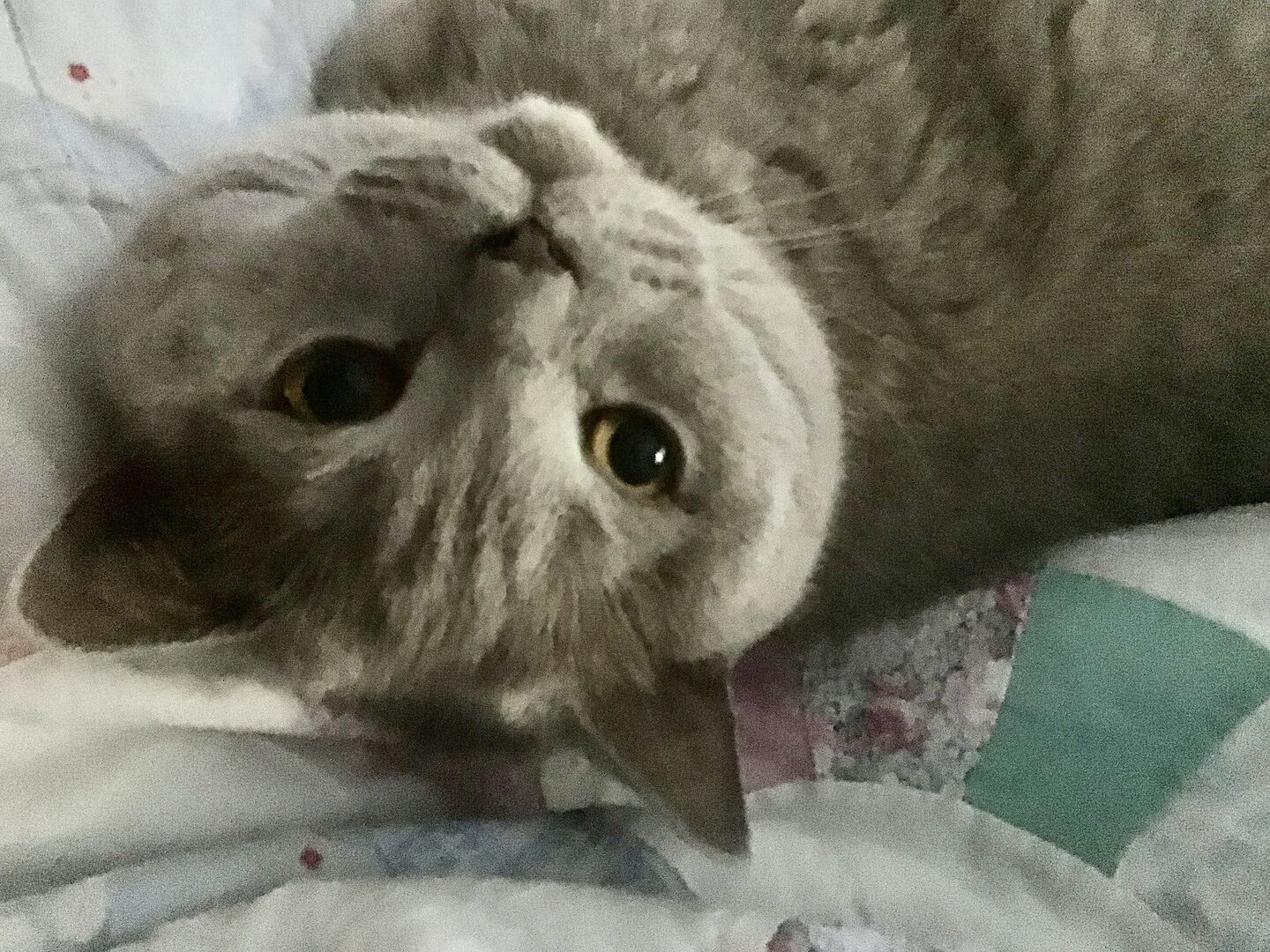 Find | Pure Cravings