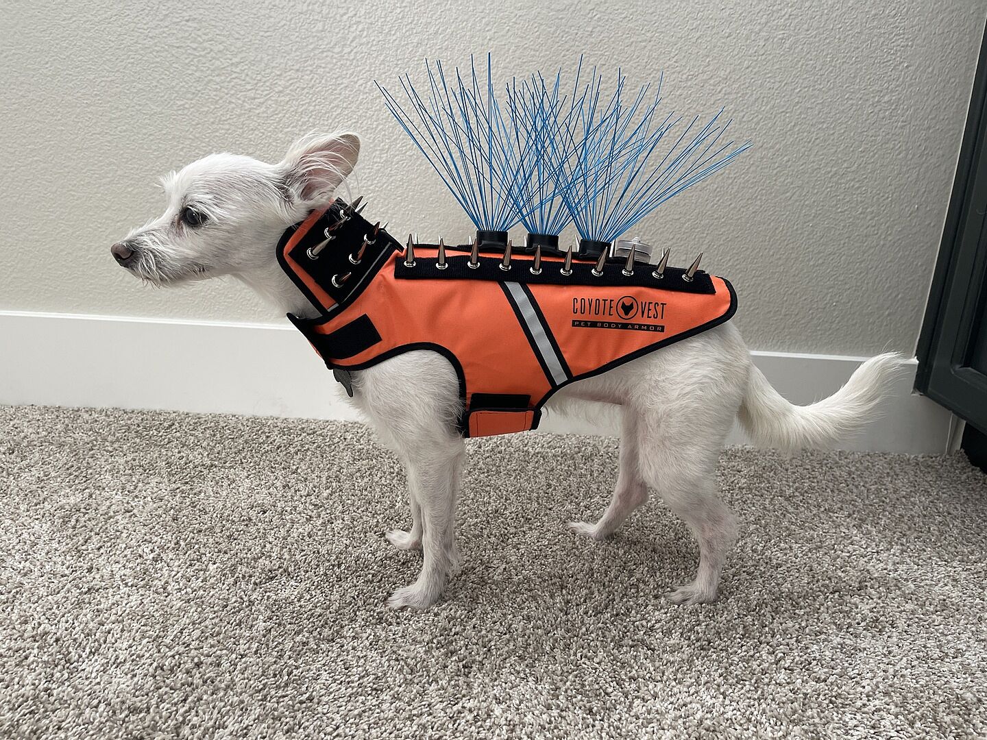 Customer Reviews – CoyoteVest