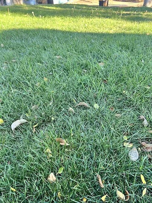 Sunday Lawn Care Reviews | Sunday Lawn Care