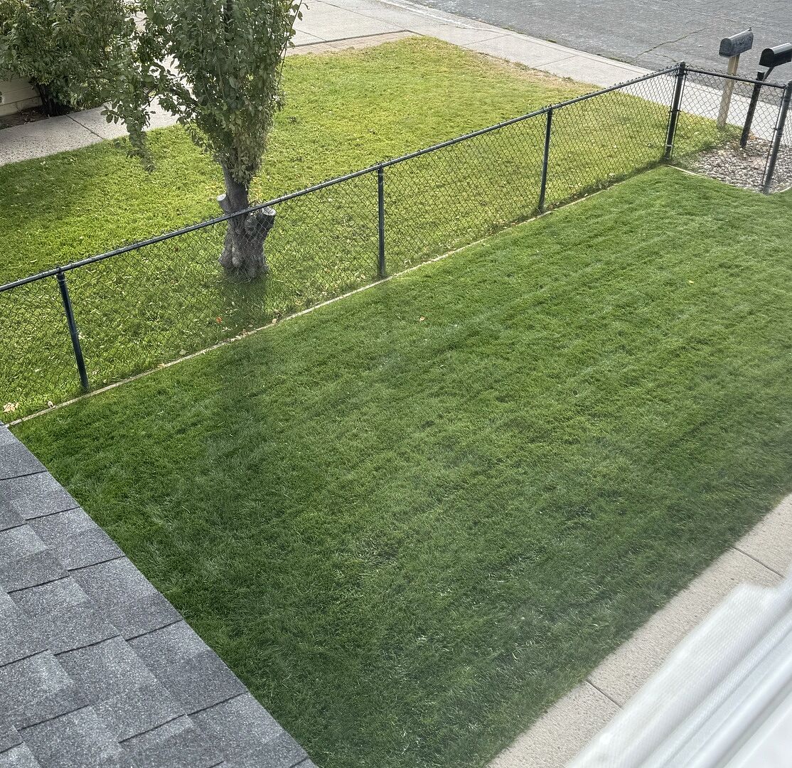 Sunday Lawn Care Reviews | Sunday Lawn Care