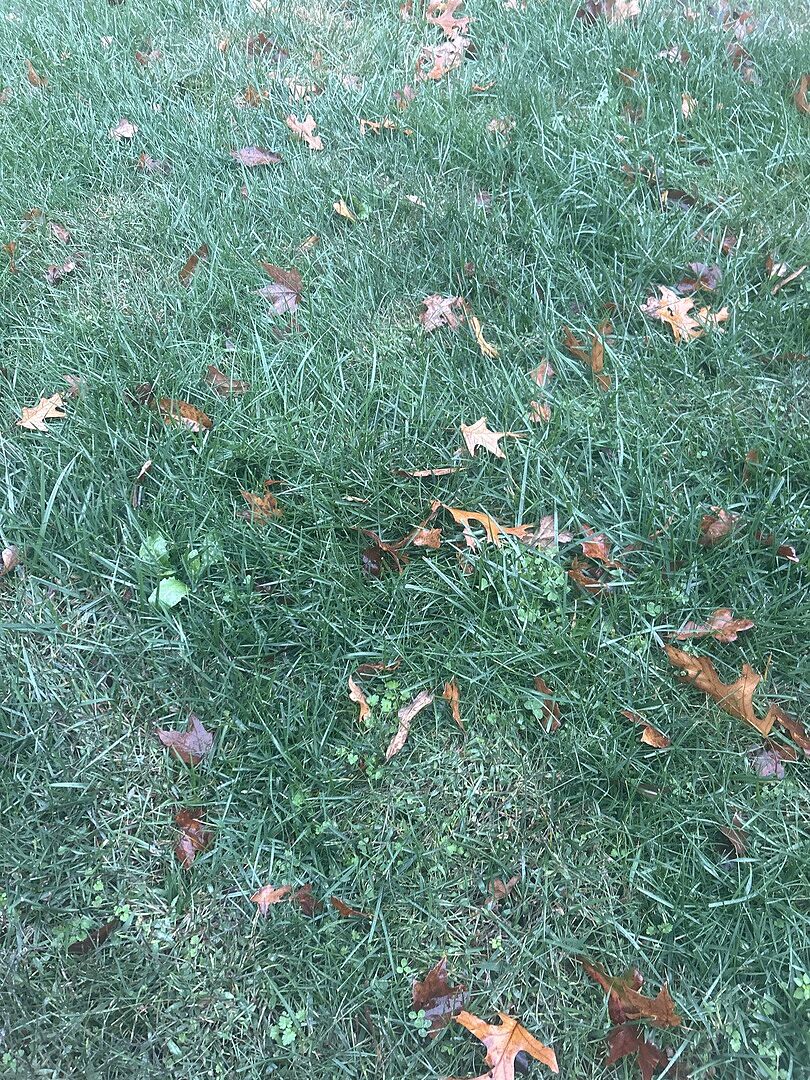 Sunday Lawn Care Reviews | Sunday Lawn Care