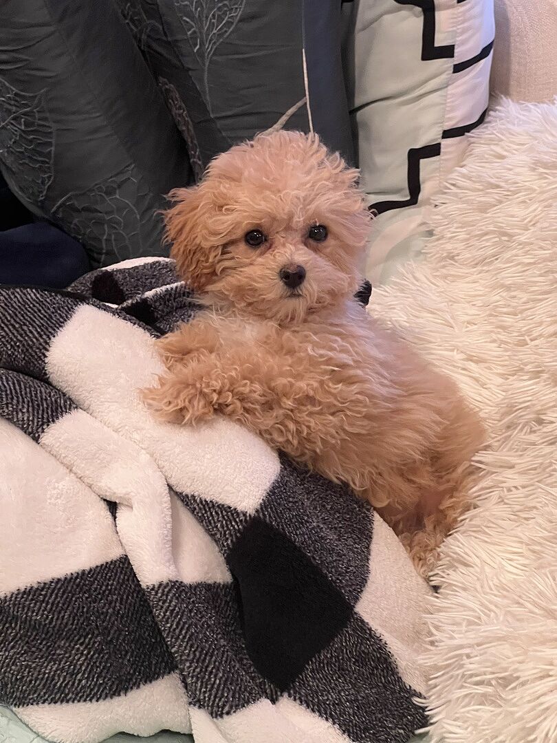Puppies for Sale | Dogs for sale | PuppySpot