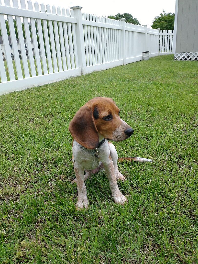 PuppySpot Reviews - Page 2 | PuppySpot