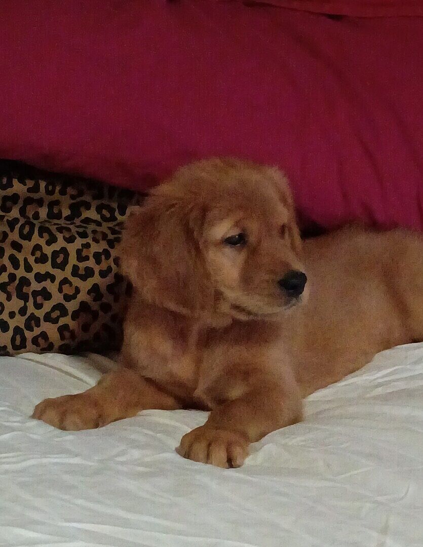 PuppySpot Reviews | PuppySpot