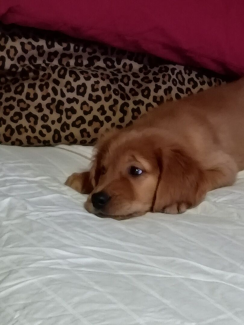 PuppySpot Reviews | PuppySpot