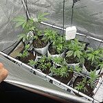 1 Gal QuickFill™ | 60% WHC | FloraFlex