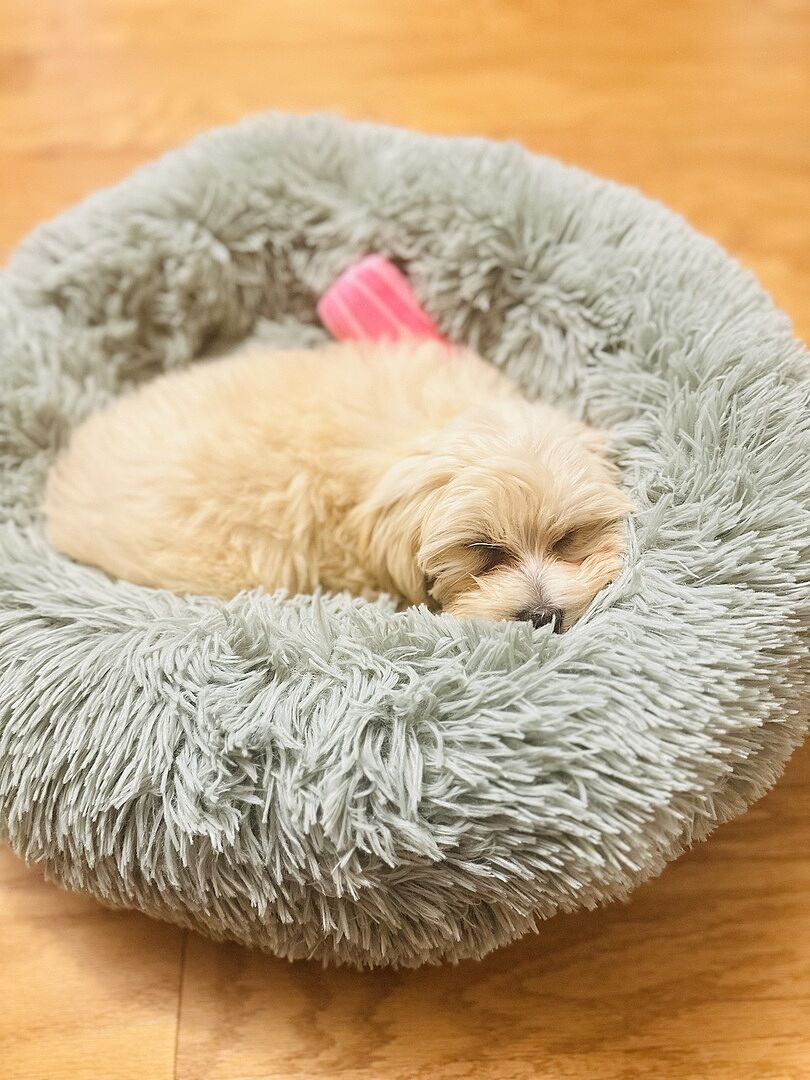 PuppySpot Reviews | PuppySpot
