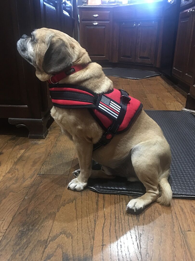 Thin Red Line Dog Harness - Includes Thin Red Line American Patch ...