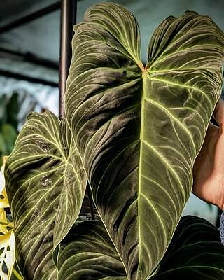 Philodendron verrucosum