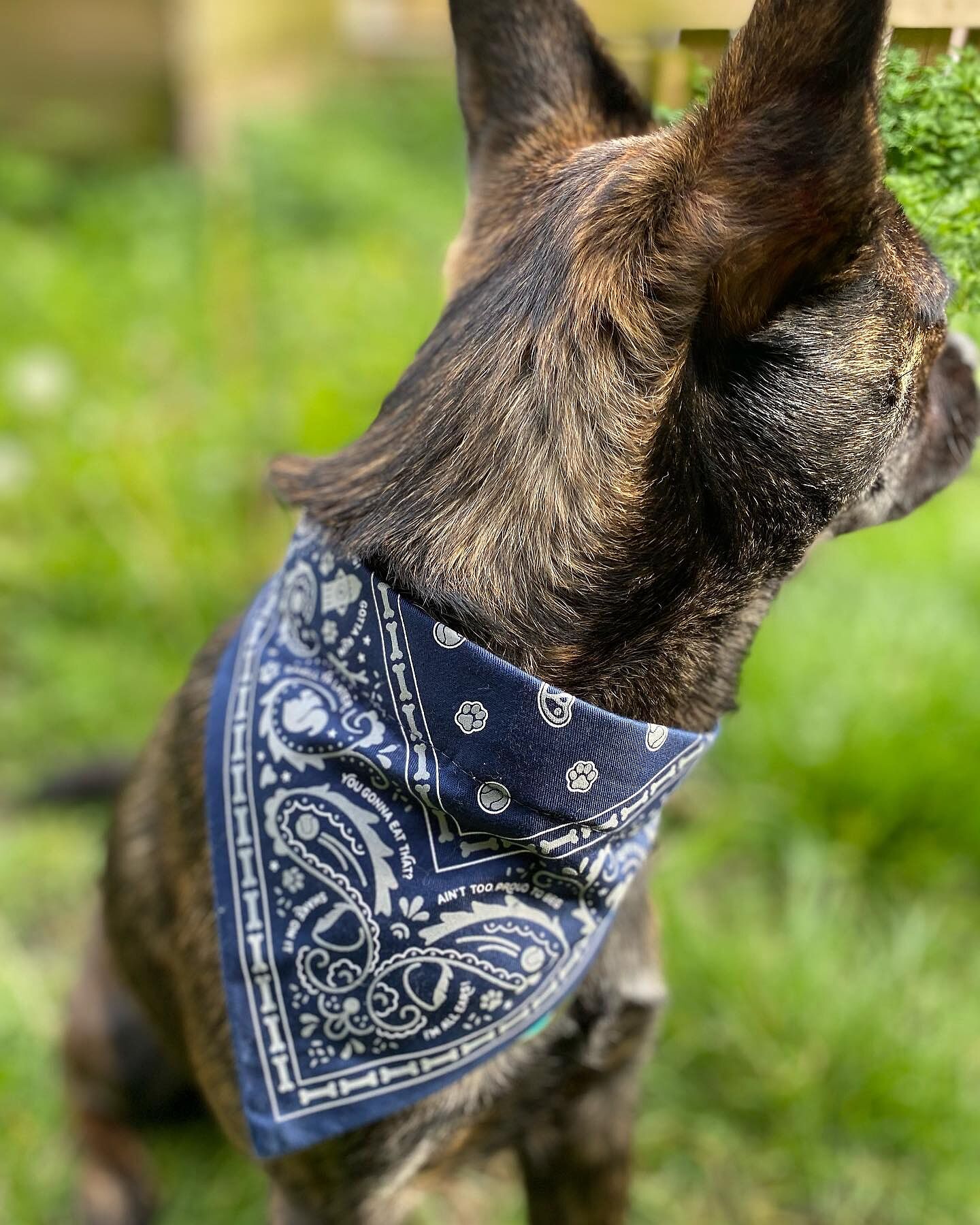 Reflective dog bandana store