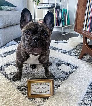 DAILY SAMPLER | Desktop affirmations that keep you in stitches